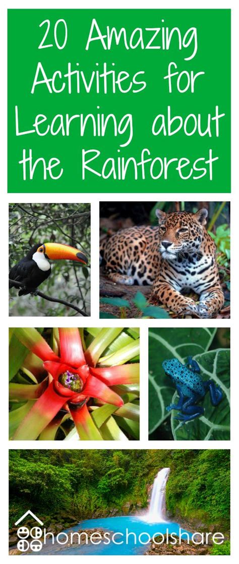Amazon Rainforest A Collection Of Science And Nature Ideas To Try