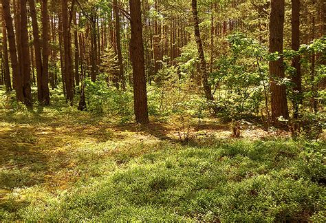 Jadow Jewish Cemetery Esjf Surveys
