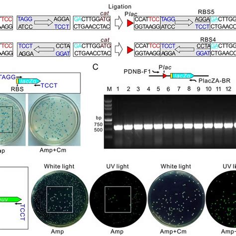 A Design Of Five Different Rbs Sequences Blue With Underline