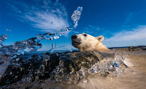 What Happened To This Polar Bear Australian Geographic