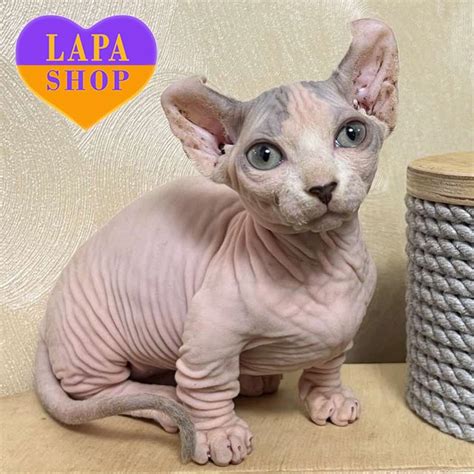 Claus Is A Handsome Kitten Of The Rare Breed Dwelf Lapa Shop