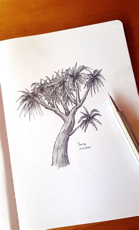 Palm Tree Pencil Drawing