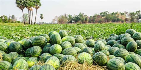 Easy Guide To Farming Watermelons In Kenya