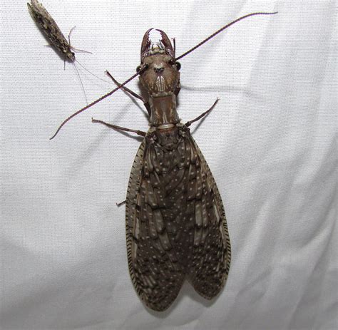 About Eastern Dobsonfly Maryland Biodiversity Project