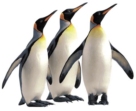 Igloo Cellulose Obtenir Un Devis Technique