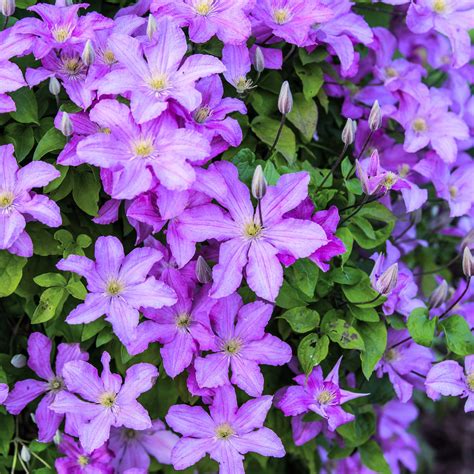 10 Purple Alpine Clematis Alpina Virgins Bower Flower Vine Seeds