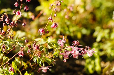 Epimedium Grandiflorum Lilafee