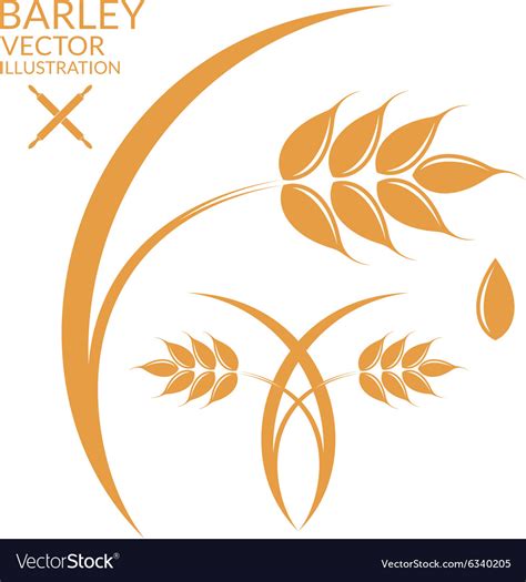 Barley Royalty Free Vector Image Vectorstock