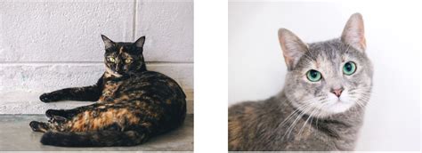 Tortoiseshell Cats Update Rare Intersex Tortoiseshell Kitten Settles