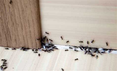 Fast And Affordable Removal Of Moths Flies And Ants