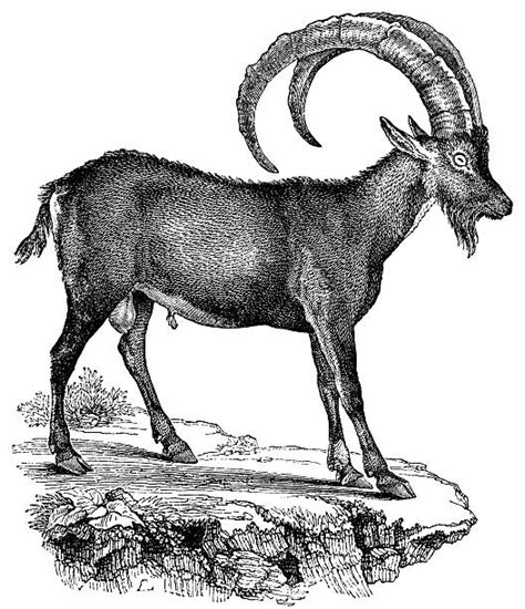 320 Ibex Drawing Stock Illustrations Royalty Free Vector Graphics And Clip Art Istock