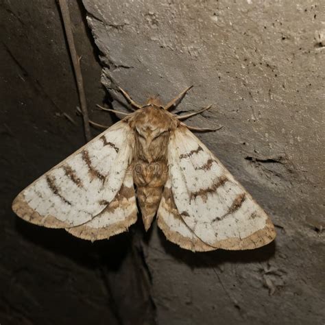 An Ugly Moth With Peculiar Faded Spots On Its Wings Hiding Among The