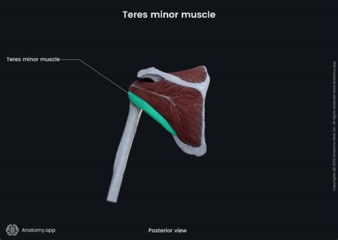 Teres Minor Anatomyapp