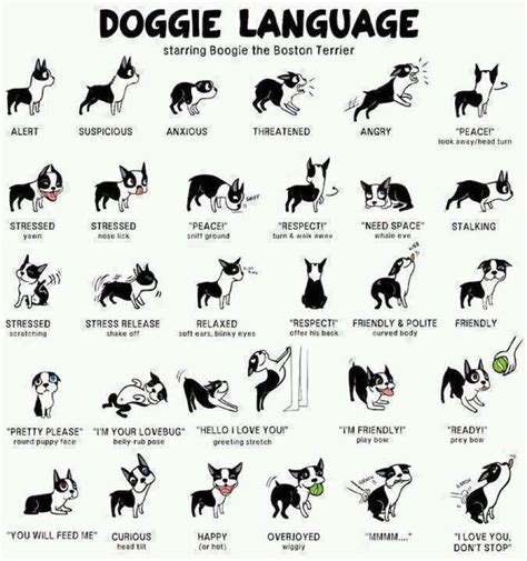 A helpful hint on understanding doggie language! | Dog body language, Dog language, Dog life hacks
