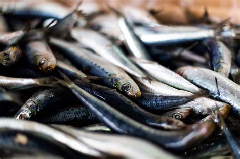 Fresh Sardines Sydney At Ruth Leet Blog