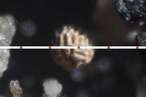 Clam Shrimp Microscope