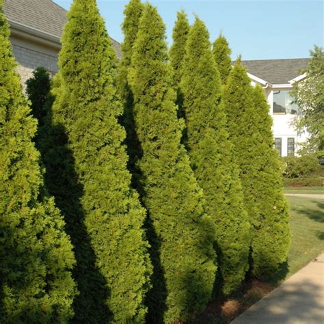 Emerald Green Arborvitae Evergreen Privacy Tree