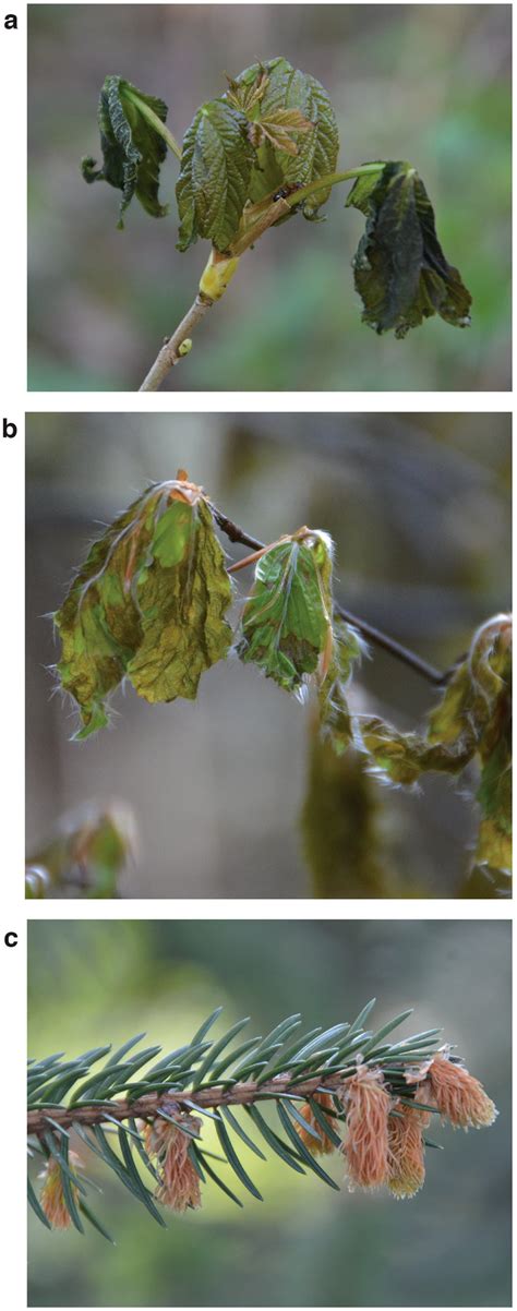 Frost Damage On Unfolding Leaves Following Late Spring Frost Pictures