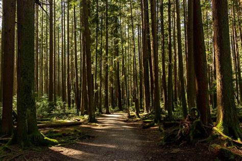 Hiking In Pacific Spirit Regional Park Outdoor Vancouver