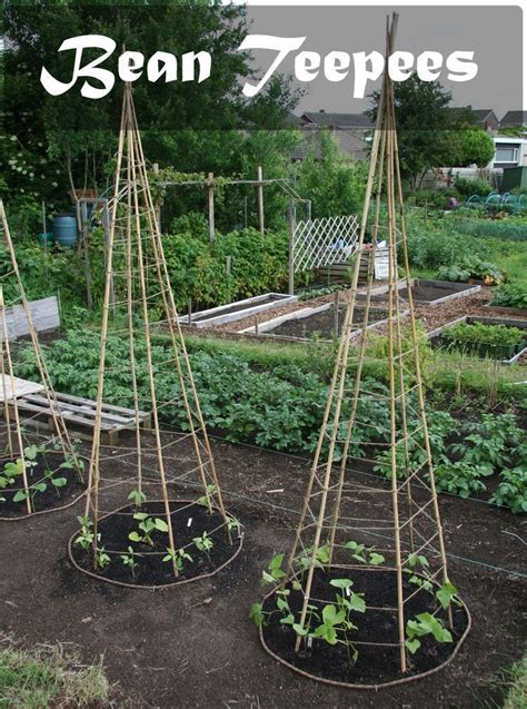 String Beans Seeds To Plant At Salvador Kress Blog