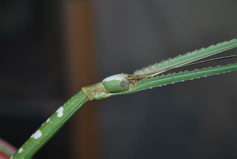 Phobaeticus Serratipes Phasmeandcétoine