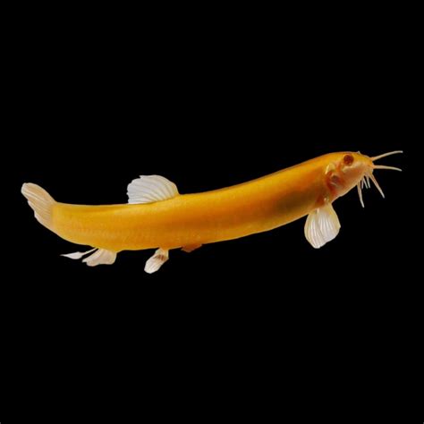 Loaches