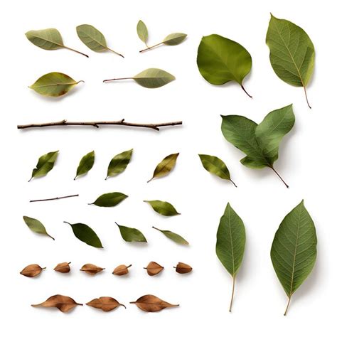 Premium Photo Isolated Of Teak Tree Leaf Branches Seed Log With Large