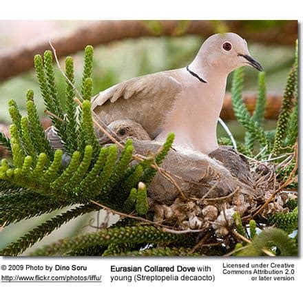 Eurasian Collared Dove Earth Life