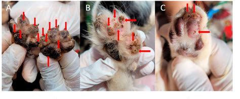 Figure 2 From Treatment Of Animal Tungiasis Whats New Semantic Scholar