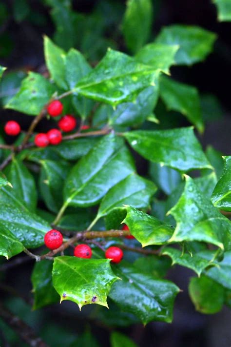 American Holly Trees For Sale 2199 Buy 1 Get 1 Free
