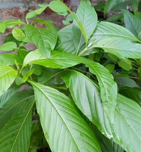 Basok Pata বাসক পাতা Life Is Meaningless Without Information