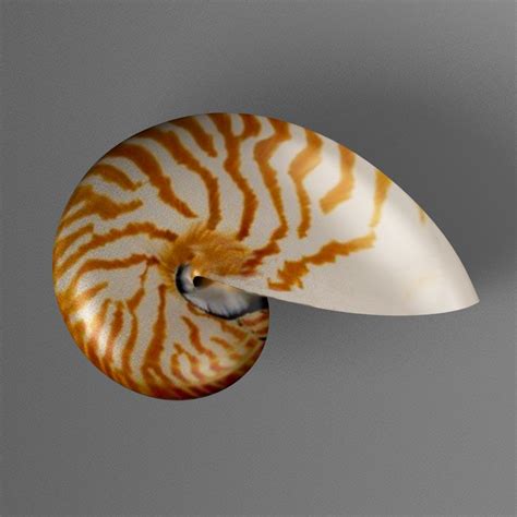 Nautilus Shell 3d Model