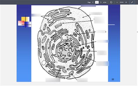 Cell Anatomy Diagram Quizlet