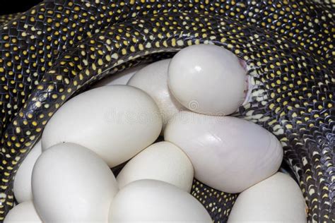 Australian Diamond Python Stock Image Image Of Reptile 263217867