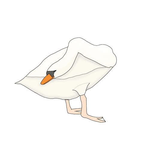 Picture Of A Duck Trimming Tail Feathers Duck Drawing Tail Drawing