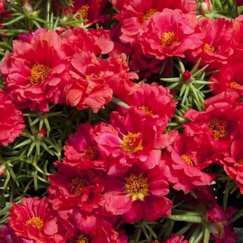 Sun Daze Red Syngenta Flowers