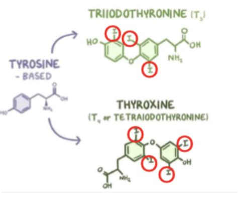 Endocrinology 2 The Hypothalamo Pituitary Thyroid Axis Flashcards