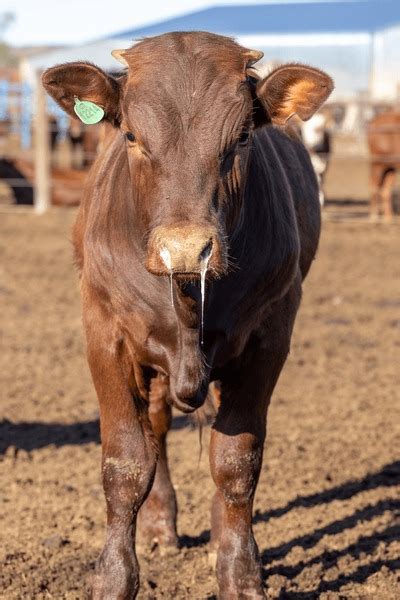 65 Bovine Respiratory Disease 免版税图片、库存照片和图像 Shutterstock