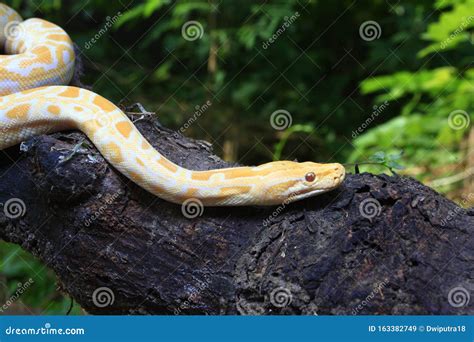 Albino Burmese Python Python Molurus Bivittatus Stock Image Image Of