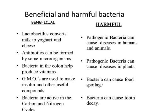 The Importance Of Good Bacteria And Why You Should Ca