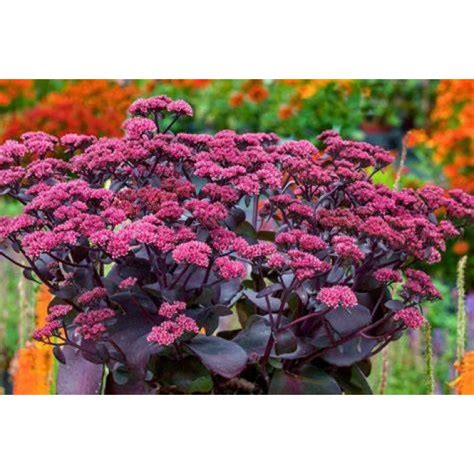 šilokas Oriental Dancer