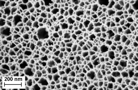 Scanning electron microscopy (SEM) image of the top layer porous... | Download Scientific Diagram