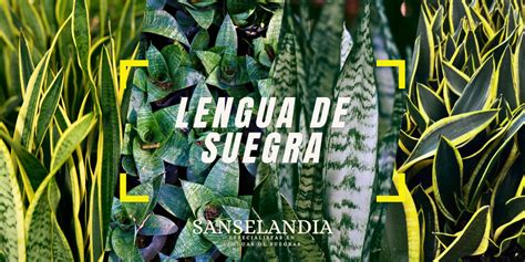 Lengua De Suegra Sanselandia