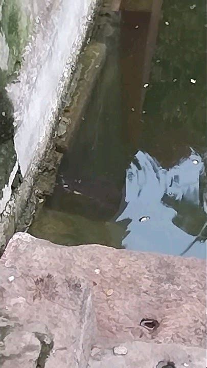 Hugecatfish Kamakhyatemle Catfish Magur Vlog Pond Fish Religion