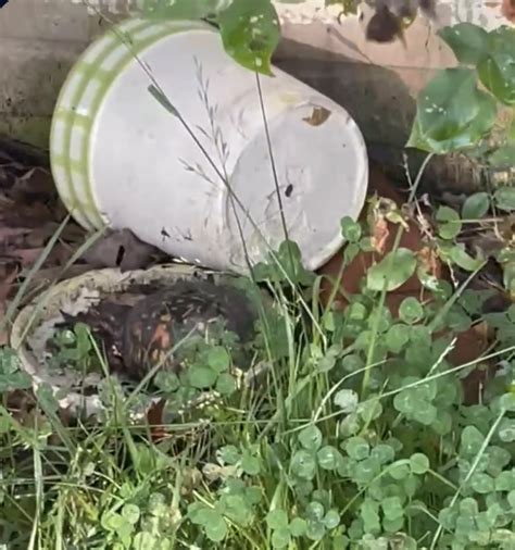 Which Kind Of Turtle Is This R Turtles