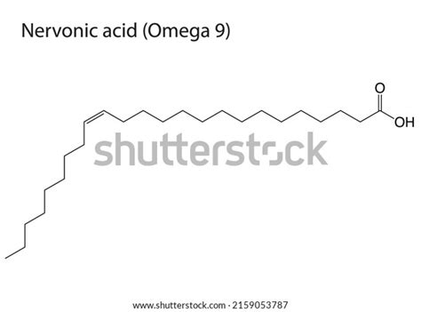 4 Nervonic 이미지 스톡 사진 및 벡터 Shutterstock