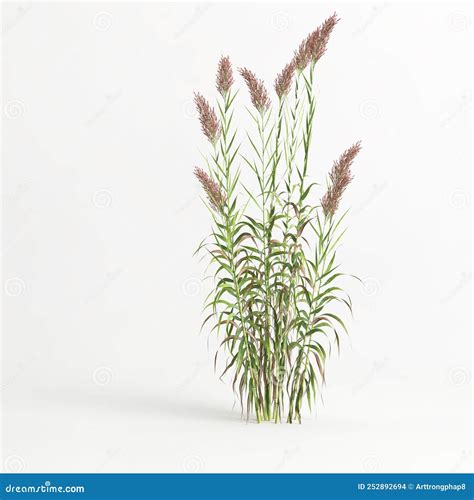 Arundo Cartoons Illustrations And Vector Stock Images 198 Pictures To Download From
