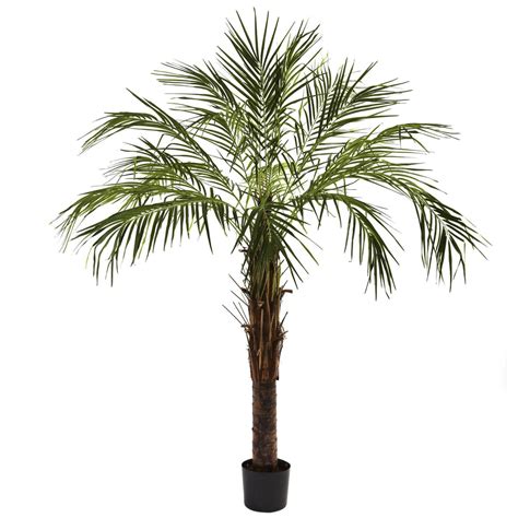 6 Robellini Palm Tree Nearly Natural