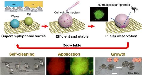 A New Paradigm For Efficient Upward Culture Of 3d Multicellular