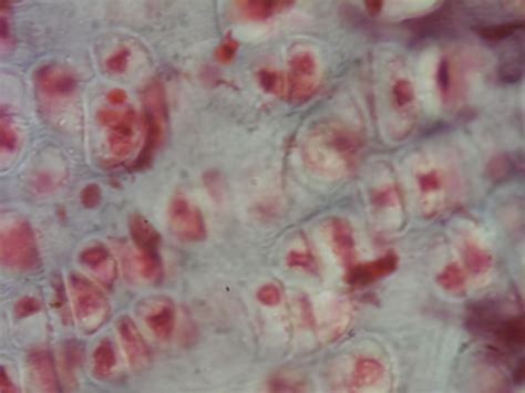 Ourlads Paradigm Connective Tissue